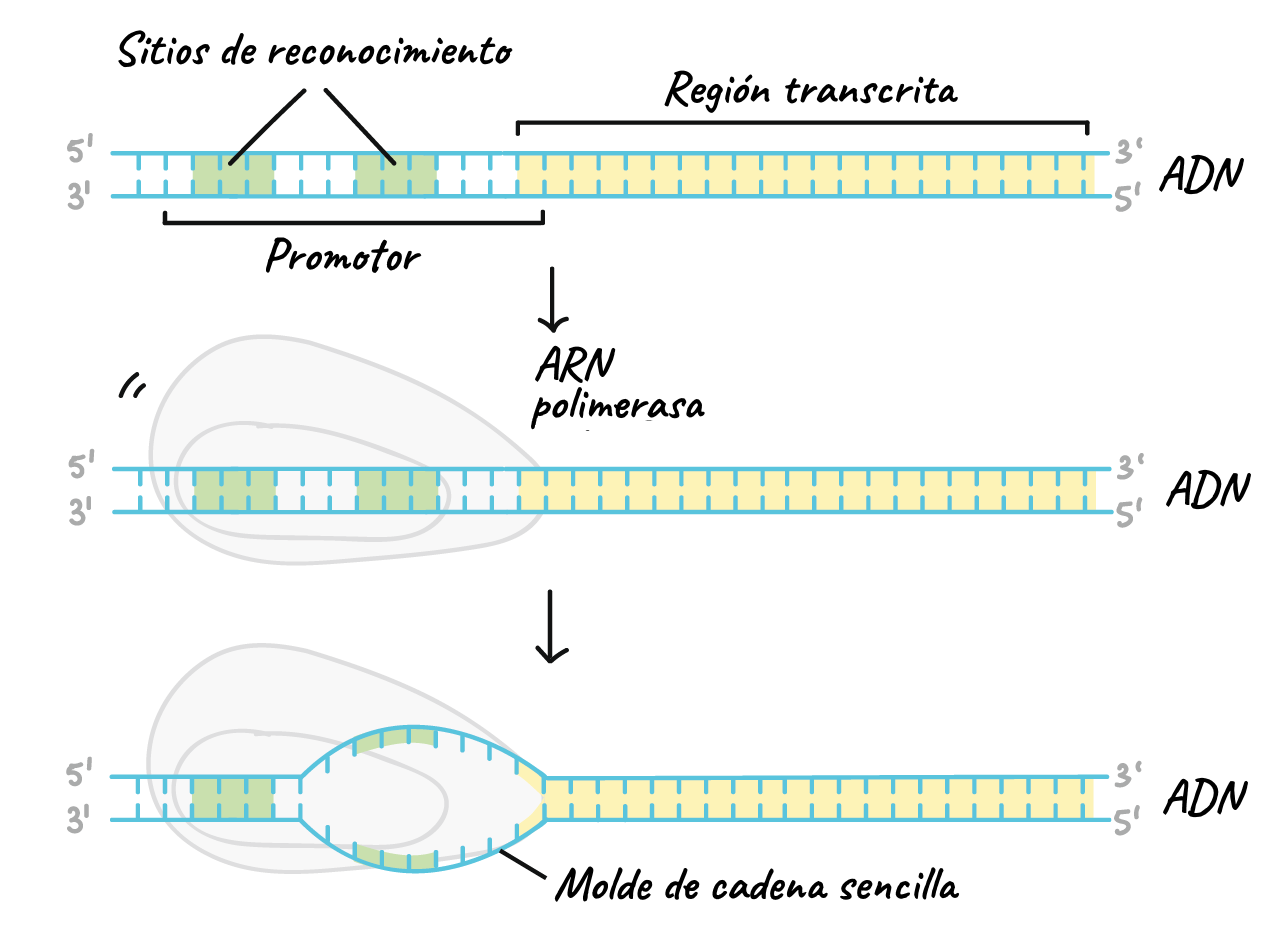 2. Genes y transmisión de ADN