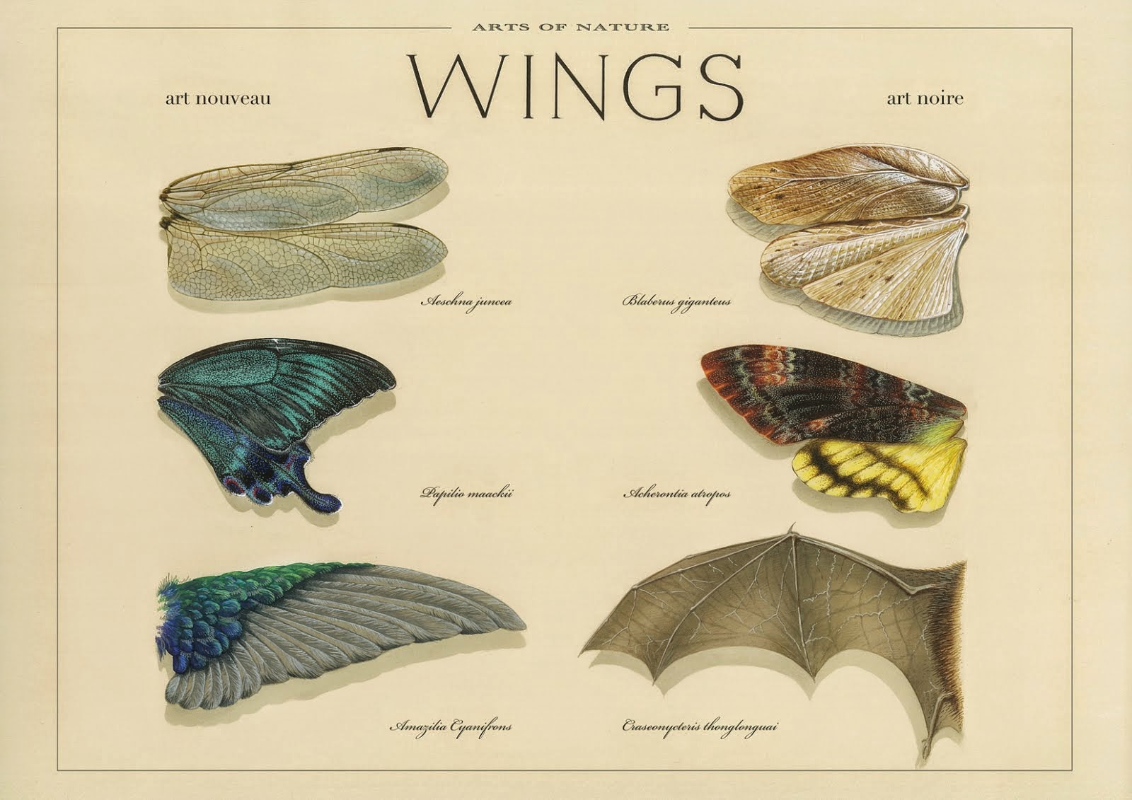 The Arts Of Nature. Wings - Razakova Varvara