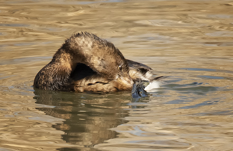 My Big Little World : Pied-billed Grebes at Farmington Bay -II. Preening