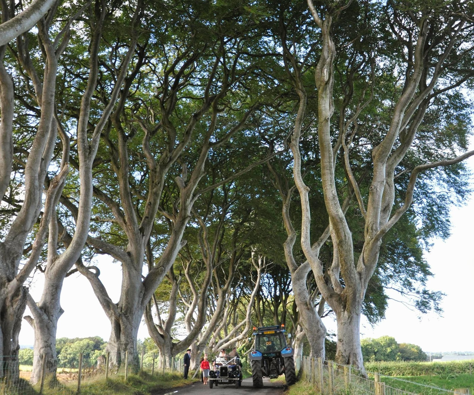 Ireland Through The Trees | I have the wanders