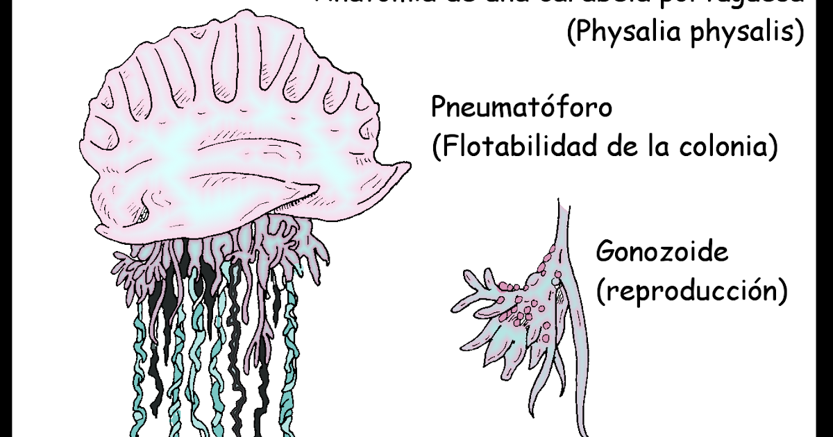 UN AMBIENTALISTA: Más en Cajón de Ciencias