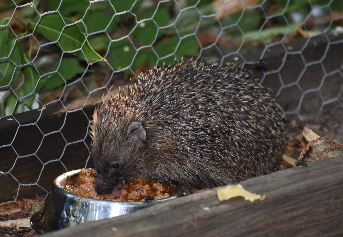 ZOOTOGRAFIANDO (6.100 ANIMALS): ERIZO COMÚN / EUROPEAN HEDGEHOG ...