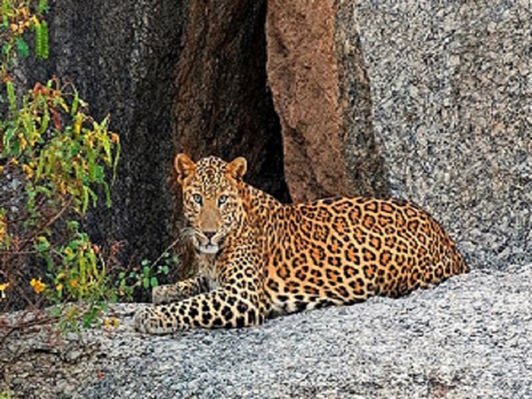 A Heaven for nature lover and adventure: Jawai the land of Leopards
