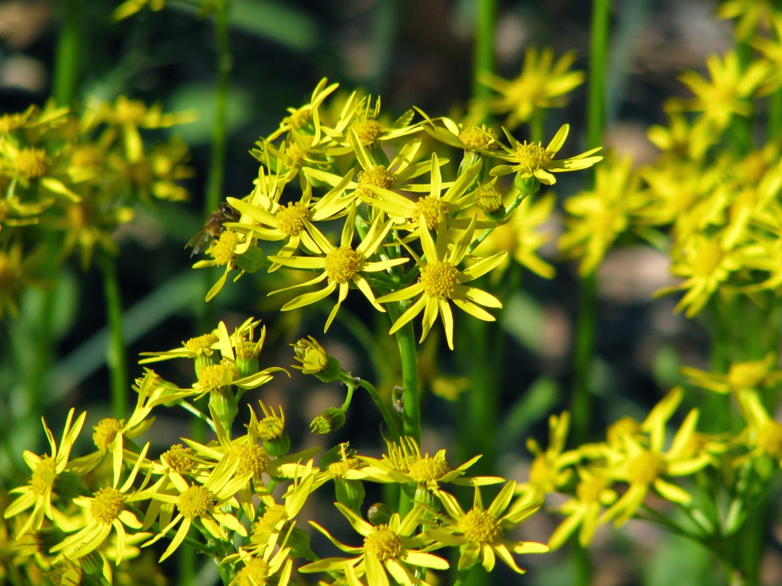 Plano Prairie Garden: Prairie Plant Profile # 7 - Golden Groundsel
