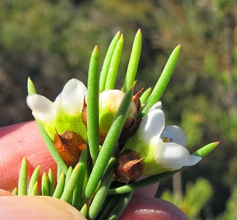 Esperance Wildflowers: Chamelaucium virgatum – Waxflower