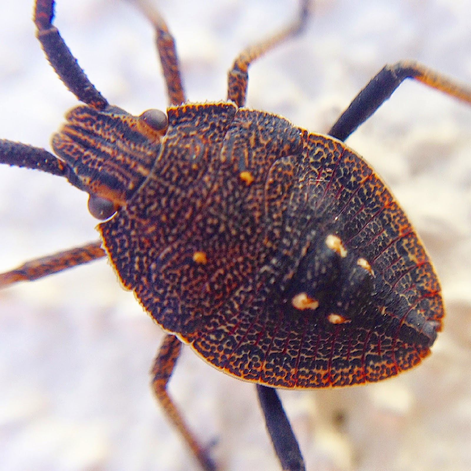 The Insect Diary: Common Gum Tree Shield Bug: Poecilometis patruelis