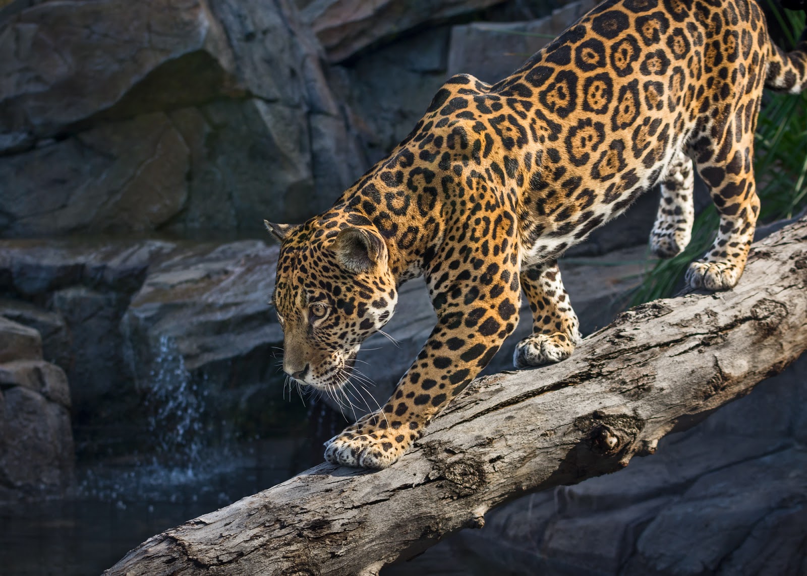 Trabajar en el zoo: Cuidados del jaguar