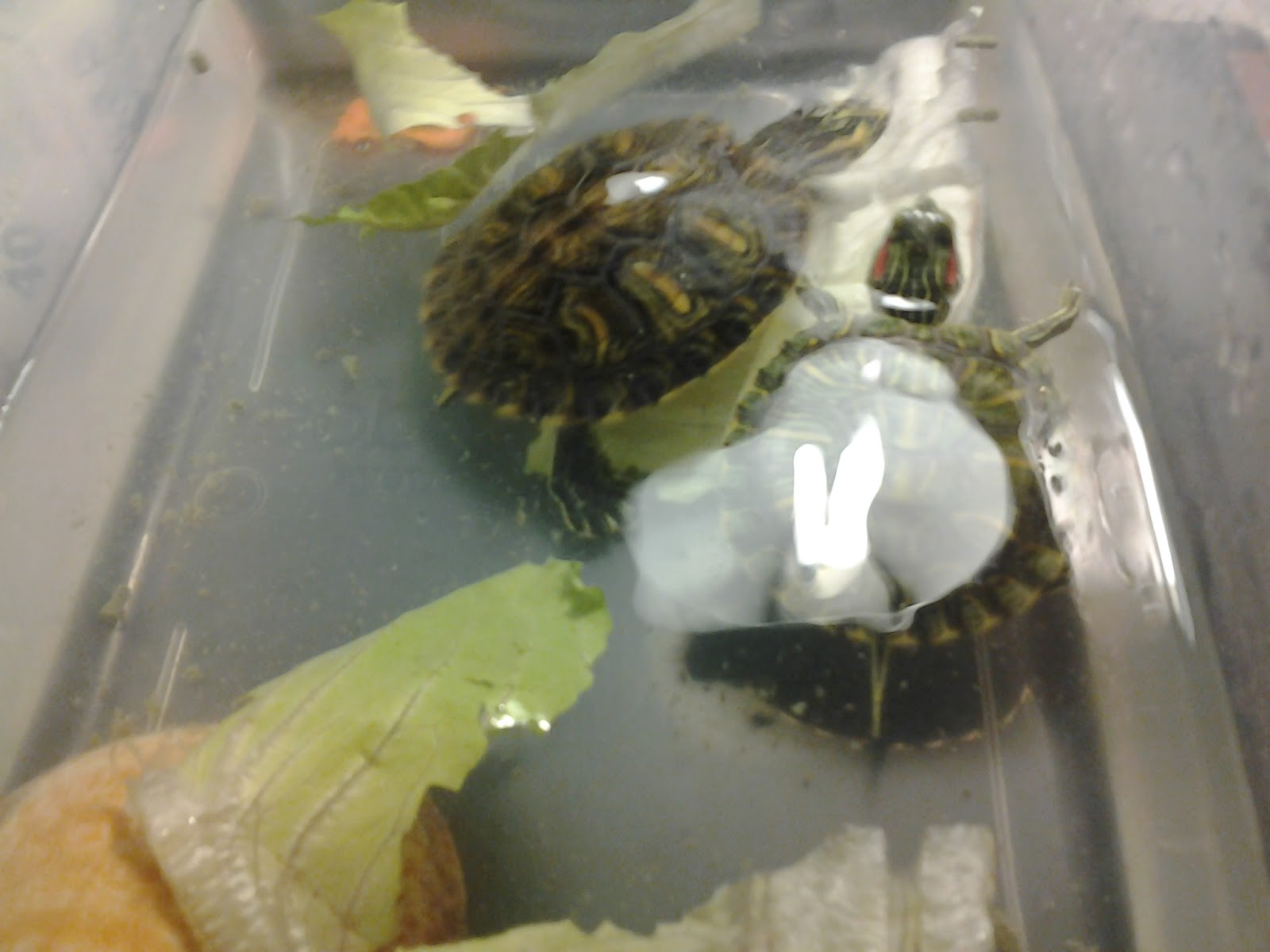 amigos de las tortugas: Como obligar a tu tortuga de agua a comer ...