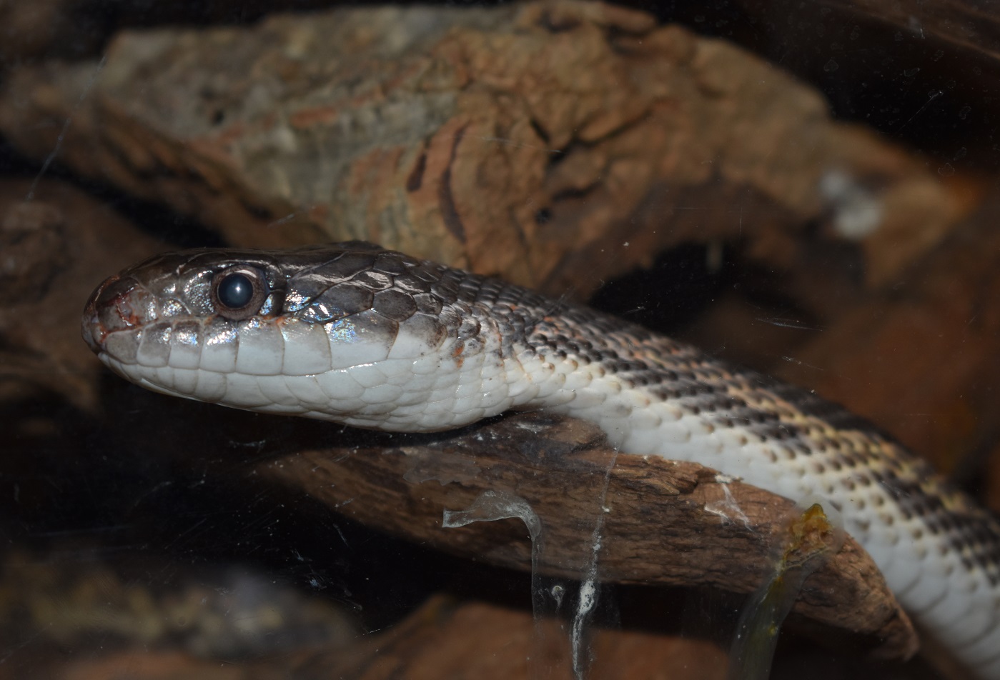 ZOOTOGRAFIANDO (6.100 ANIMALS): SERPIENTE RATONERA DE TEXAS / COMMON ...