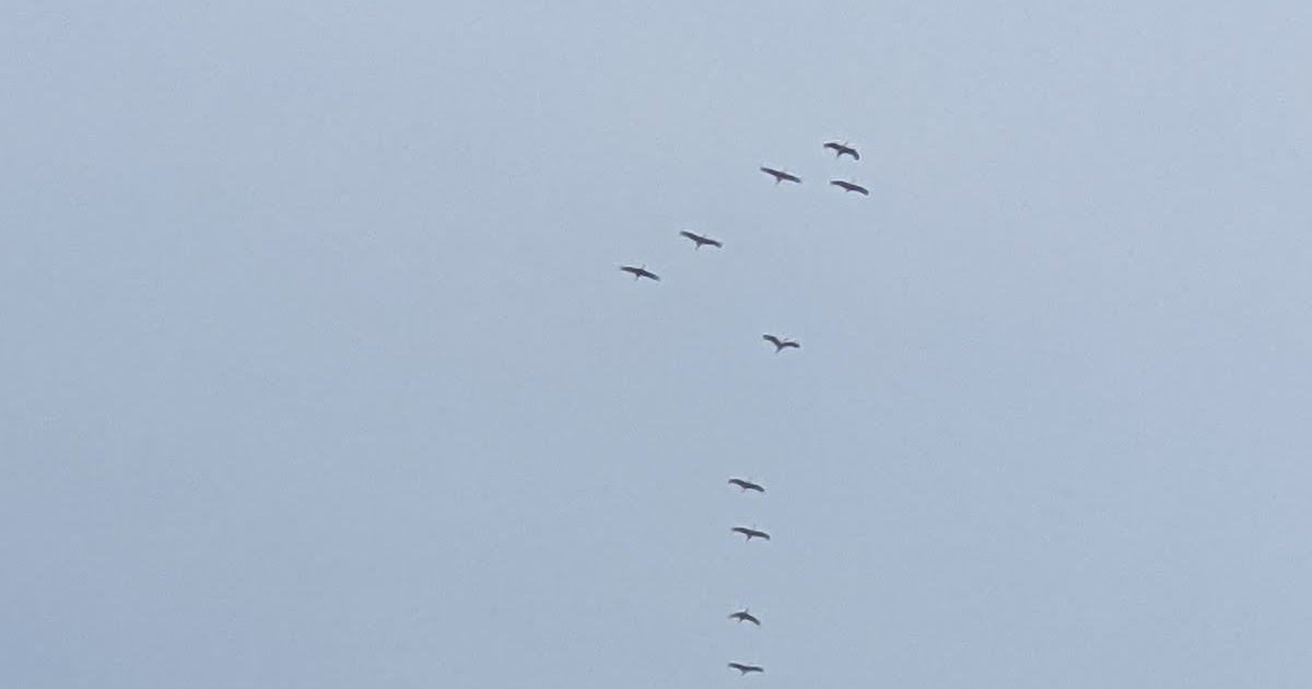 Sandhill Crane Migration - November 2020 - Northern Illinois