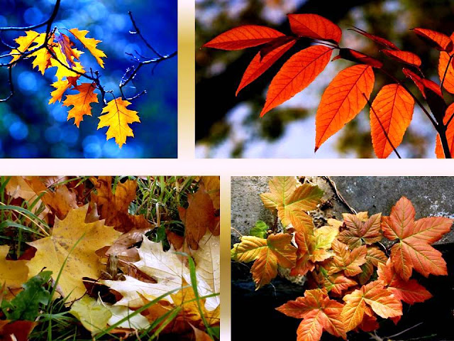 MIS QUERIDOS CUADERNOS: LAS HOJAS DEL OTOÑO.