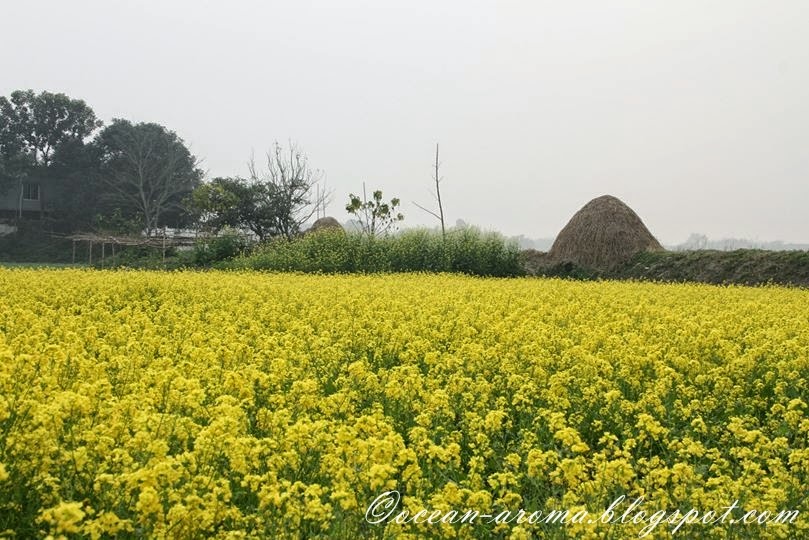 Shorisha flower image – A beauty of Bangladesh nature « Ocean Aroma