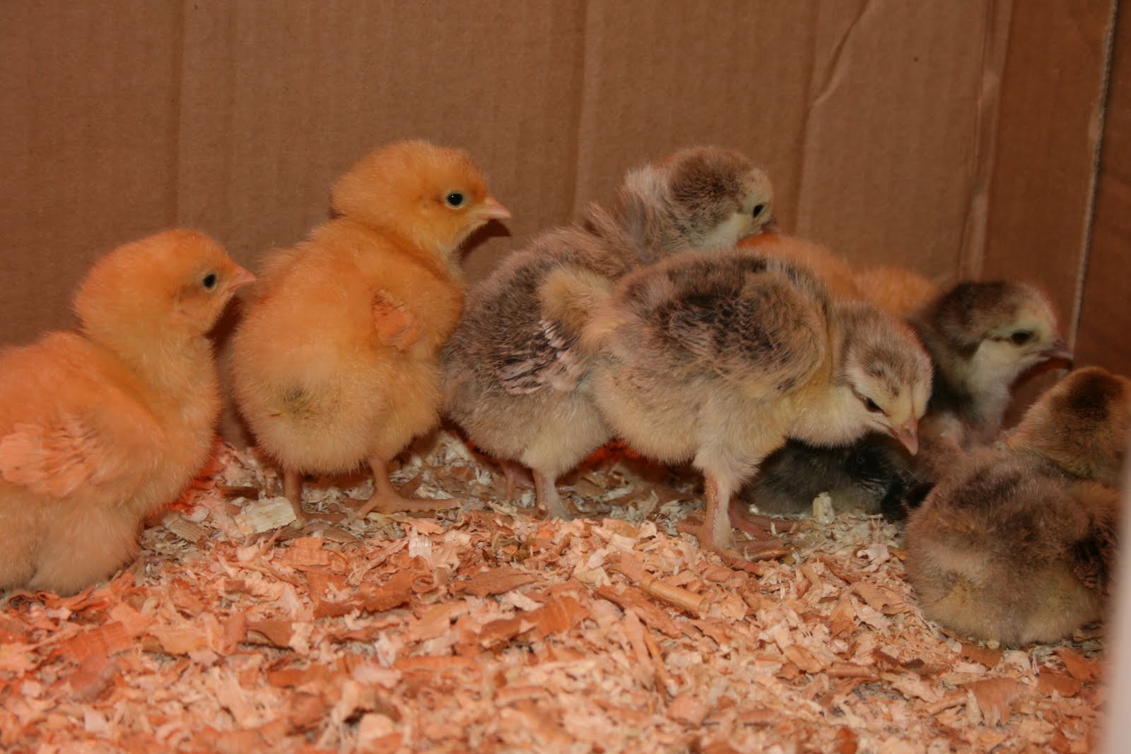 Building Green in Vermont