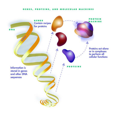 ALL ABOUT DNA: DNA INFORMATION