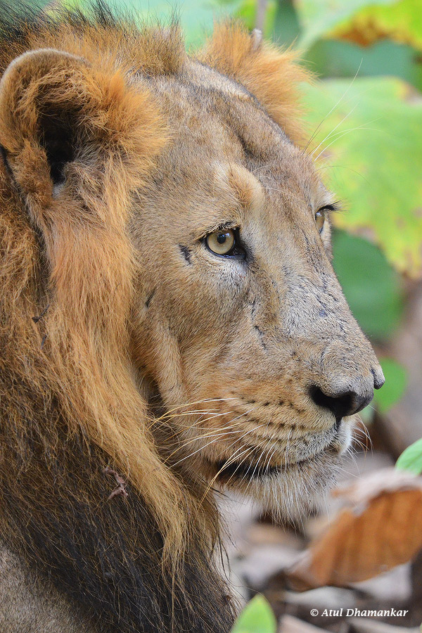 TADOBA Wilderness....: Wildlife Photography