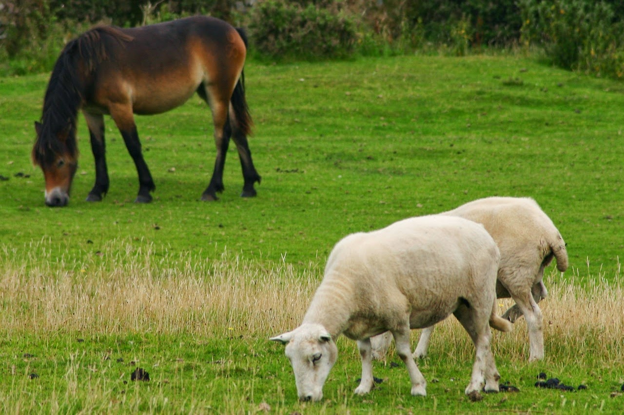 Feng Shui 8 Mansions: YEAR OF THE YIN WOOD SHEEP (or GOAT or RAM)