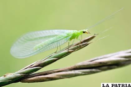 Insectos que se comen a plagas | AGRONOMIA