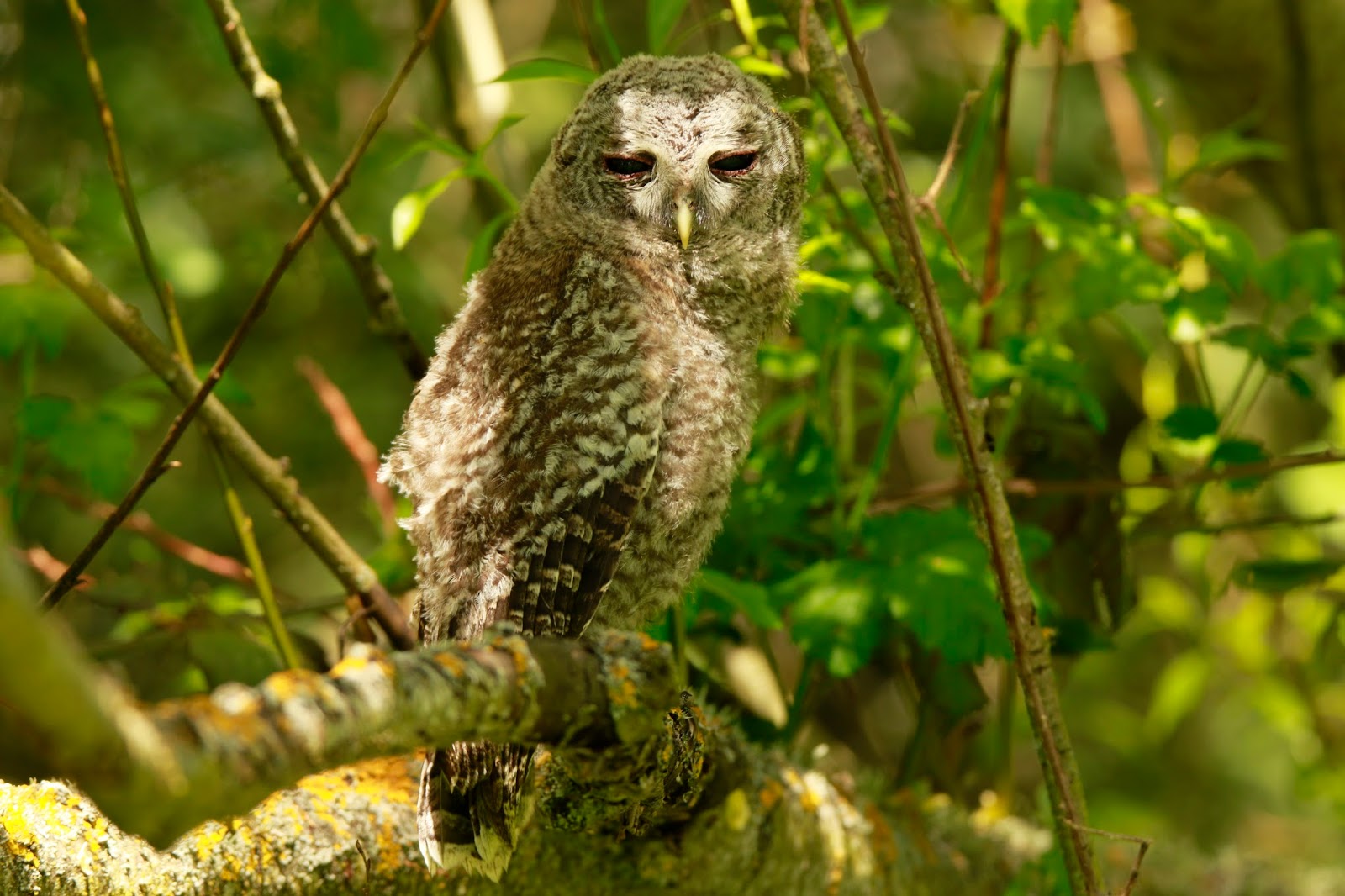NATURAMETEO, majulada: Cárabo común ( strix aluco )