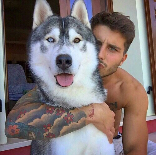 Hermoso Cachorro Husky Siberiano De Intensos Ojos Azules Negocios Forex Ganar Dinero Mba