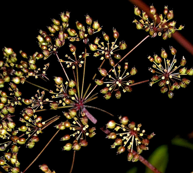 wild new england: Apiaceae, the Carrot Family aka Umbelliferae, the ...