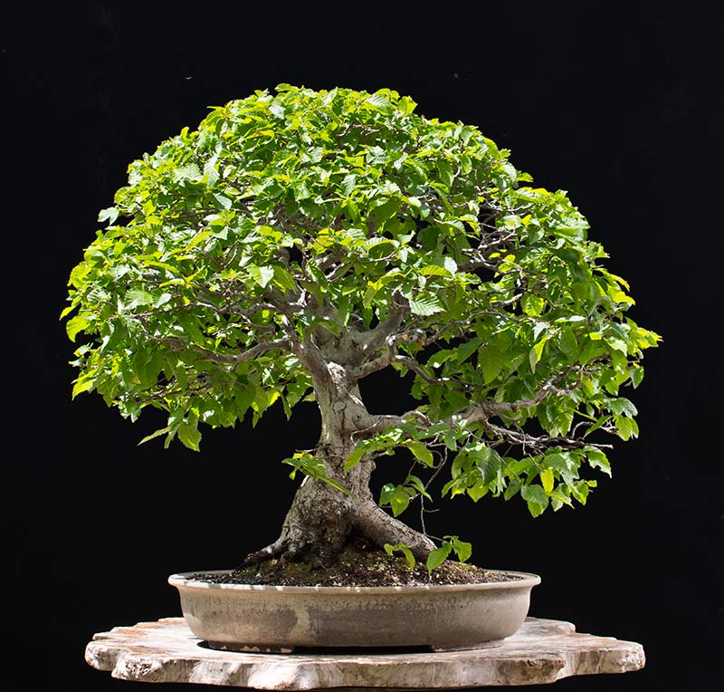 Walter Pall Bonsai Adventures: European Hornbeam #5
