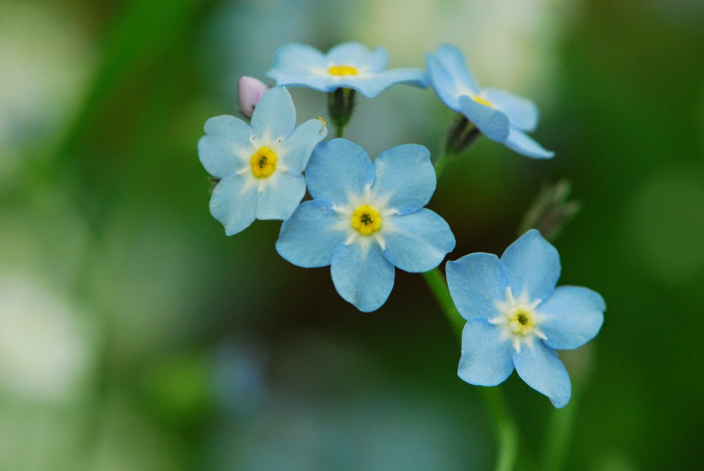 Species of UK: Week 55: Wood Forget-me-not (‘Myosotis sylvatica’)