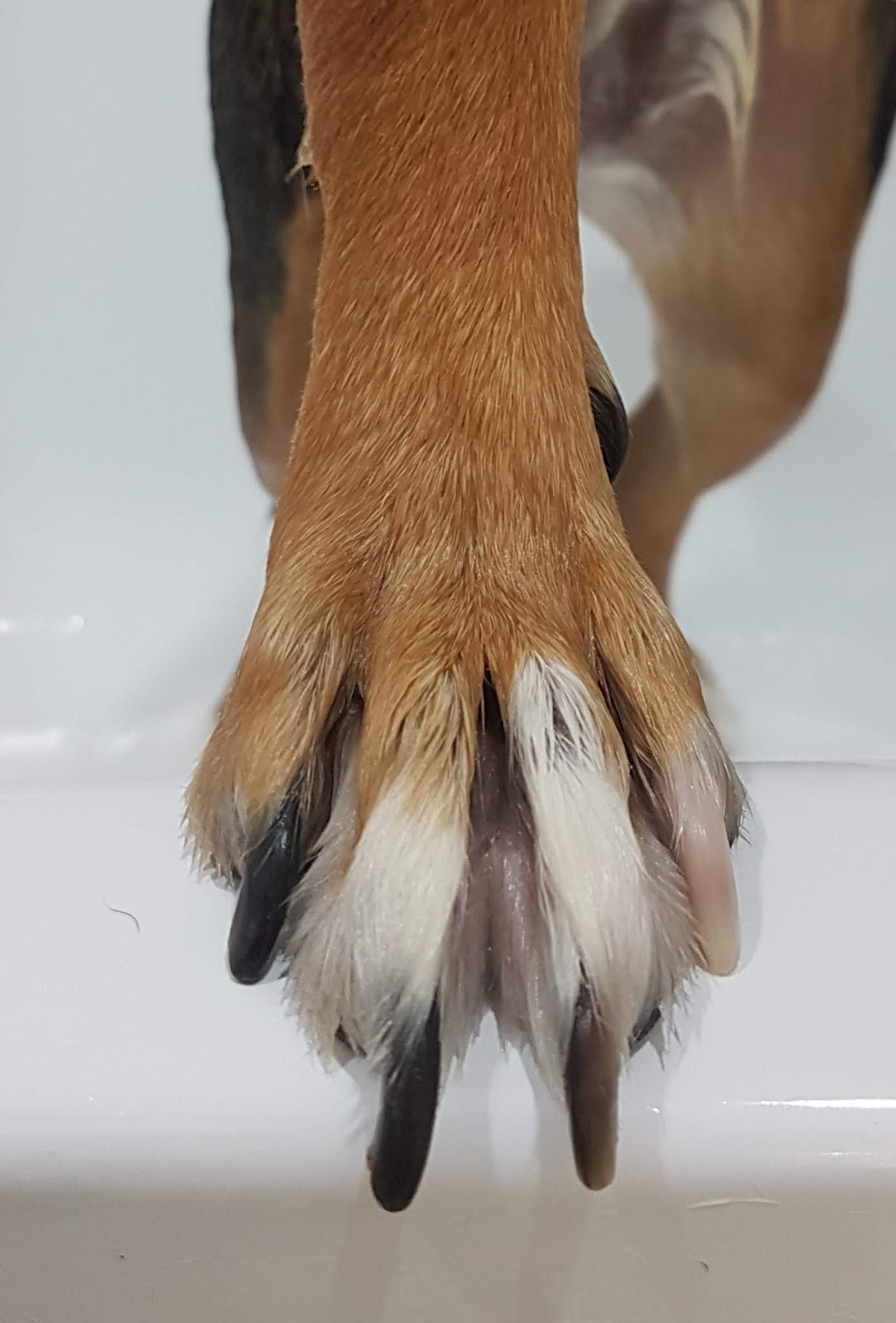 Las uñas de nuestros perros - EL BLOG DE PATTY'S DOGS