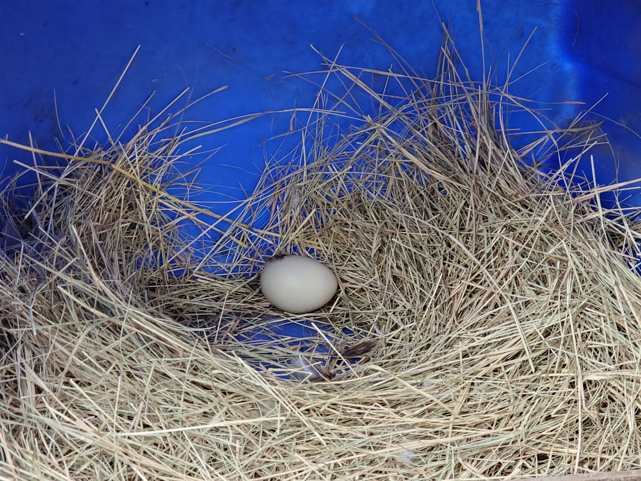 Blue Sky Country Farm: Penciled Call Duck