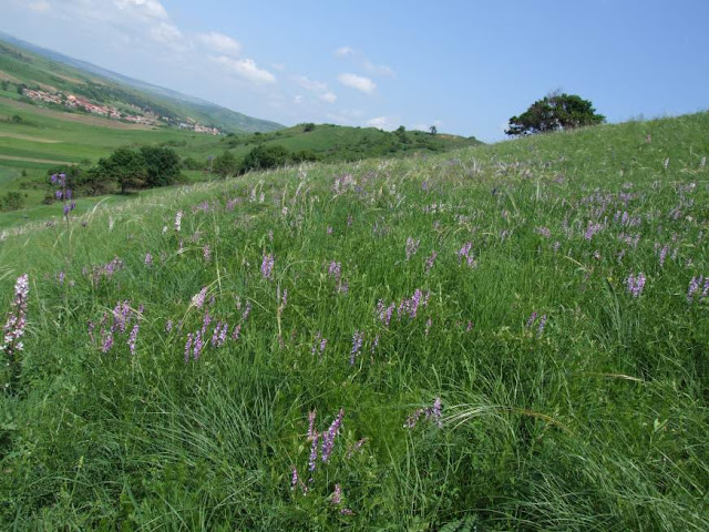Rezervatia Dealul Bujorului (Dobrogea)