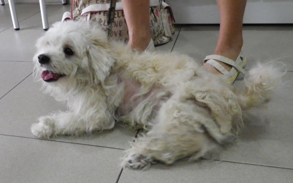 HOPE Dog Rescue: When Jack Met Julie