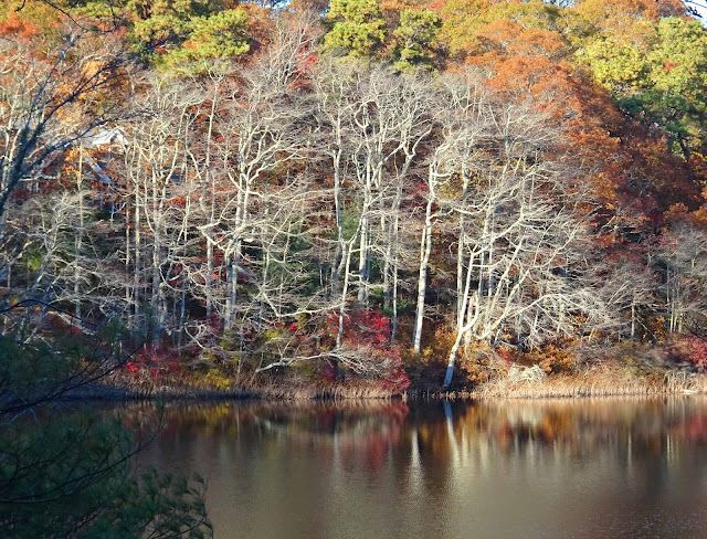 Joe's Retirement Blog: A Manomet Walk, Rabbit Pond, Manomet, Plymouth ...