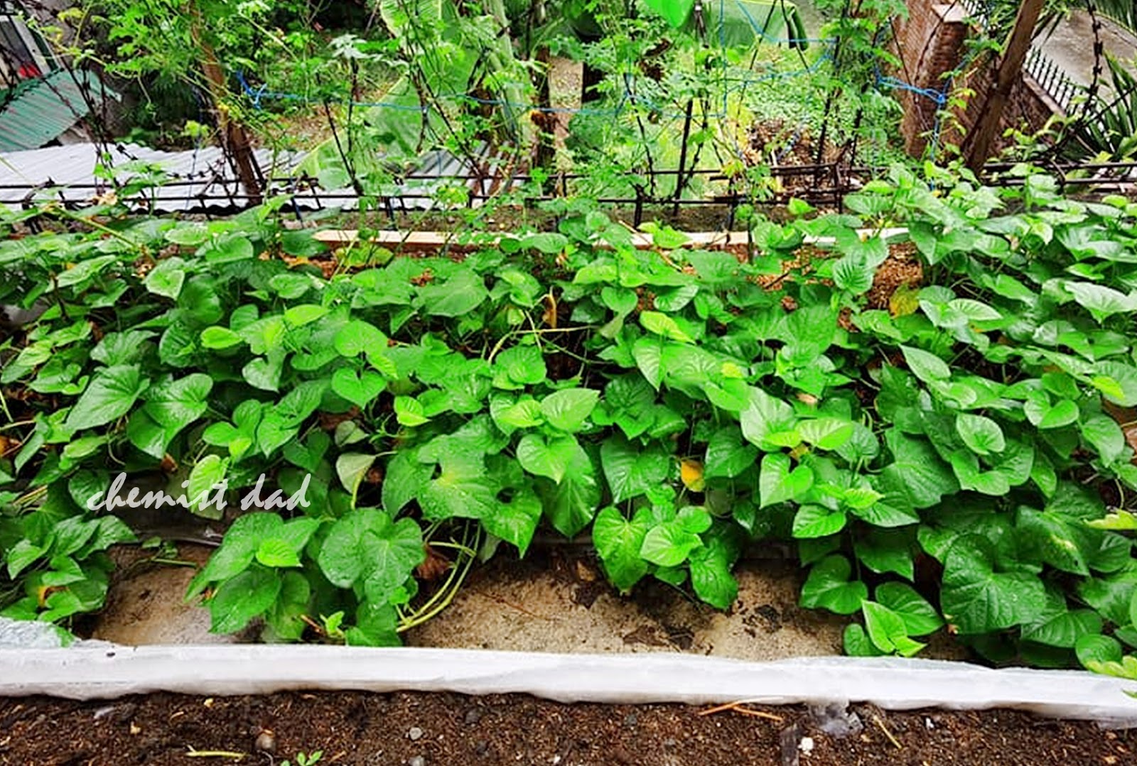 Urban Gardening - Another Update