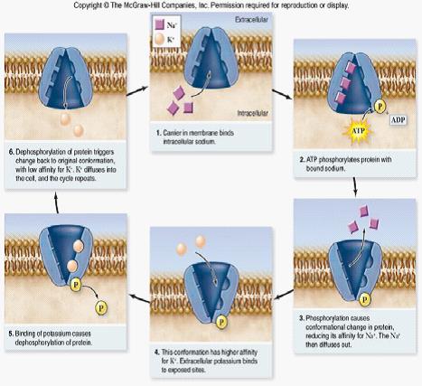 All About Biology: Pompa Natrium-Kalium