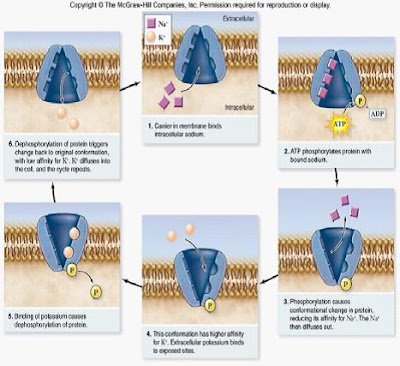 All About Biology: Pompa Natrium-Kalium