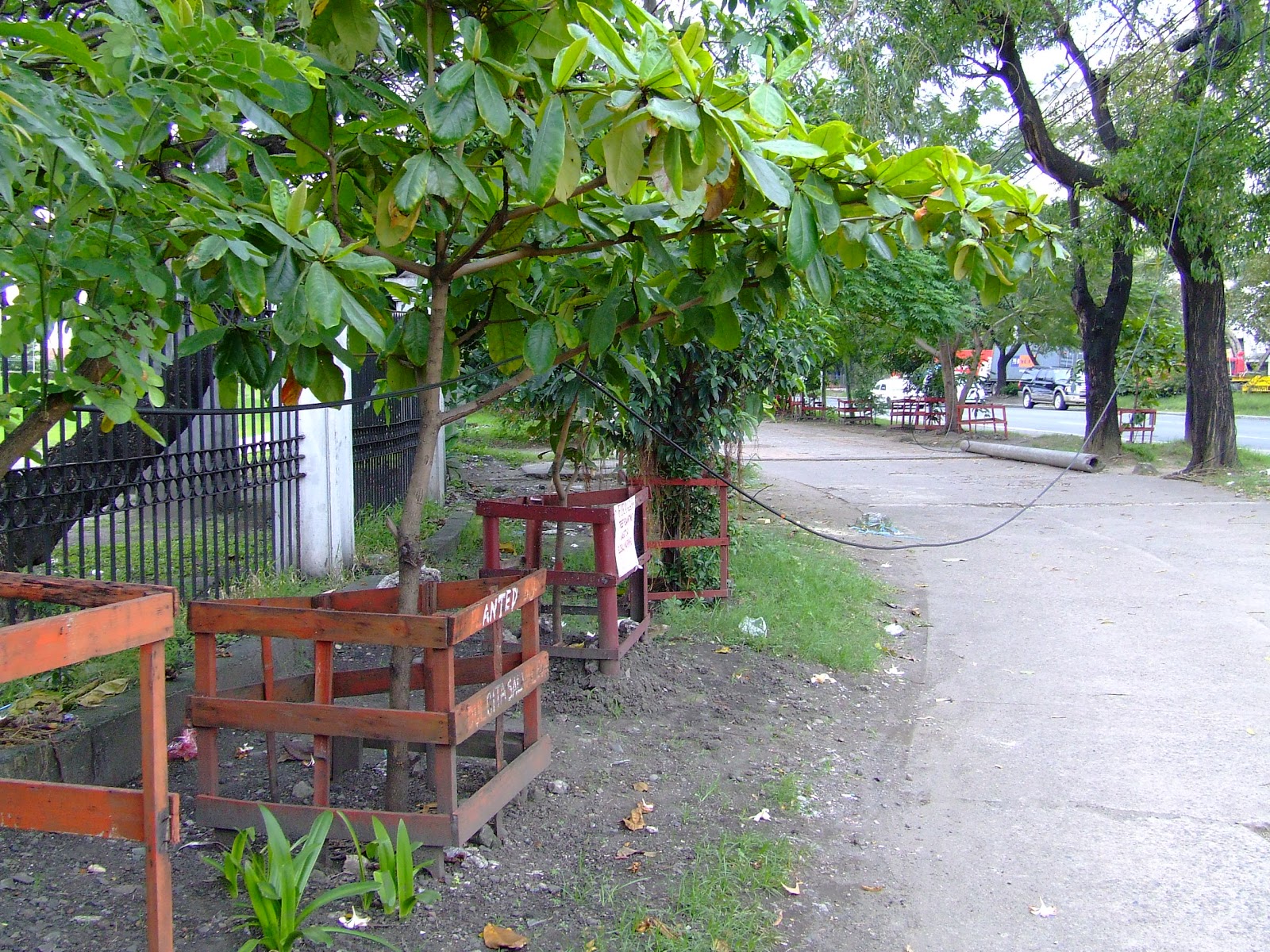 Care for Gaia: The Philippines: Manila, planting trees