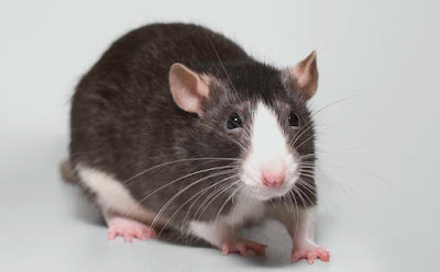 SABER CURIOSIDADES: 32 CURIOSIDADES SOBRE OS NOJENTOS MAS SEMPRE ÚTEIS ...