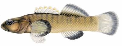 Virginia Tech Ichthyology Class : What's New In the World of Freshwater ...