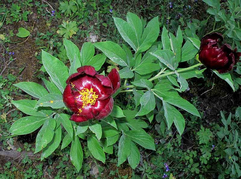 Flora hellenica: Paeonia parnassica