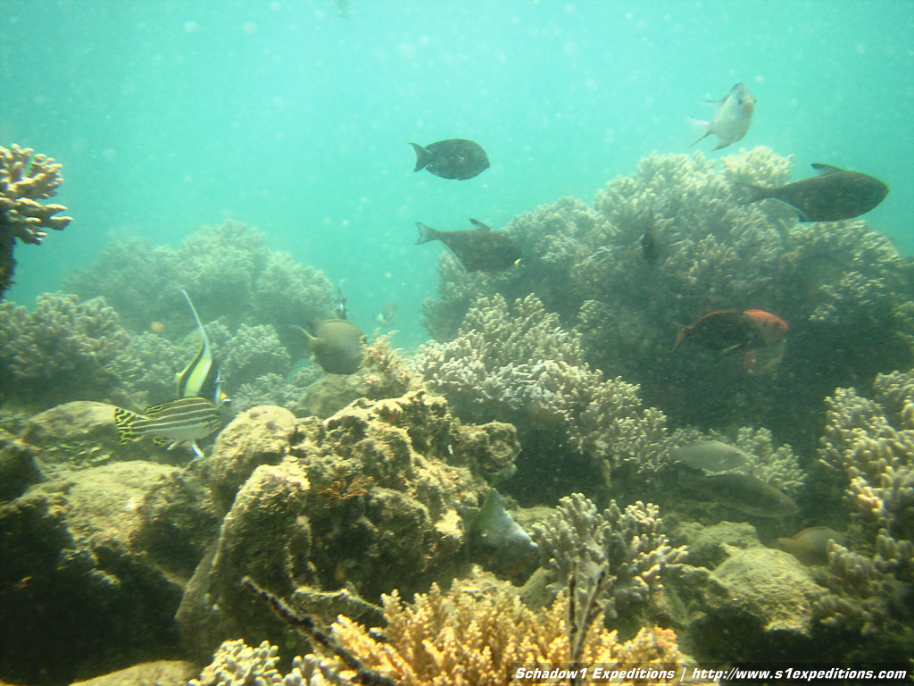 Uncovering the treasures of Balintang Channel from Calayan Group of ...