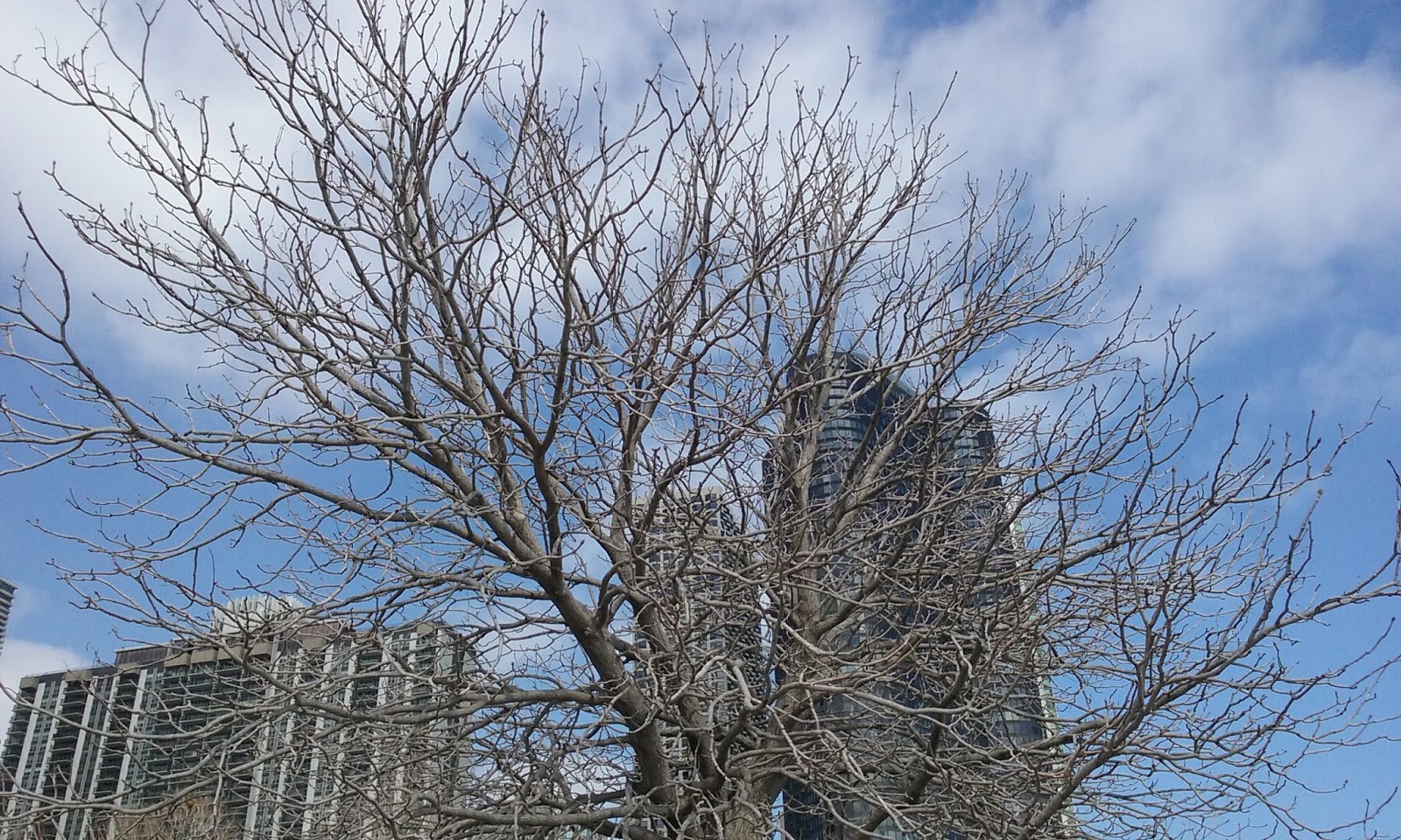 Reading, Reporting, and Reflecting: Chicago Trees in March