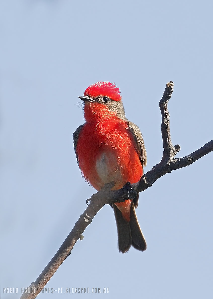 mis fotos de aves: Pyrocephalus rubinus Churrinche Common Vermilion ...