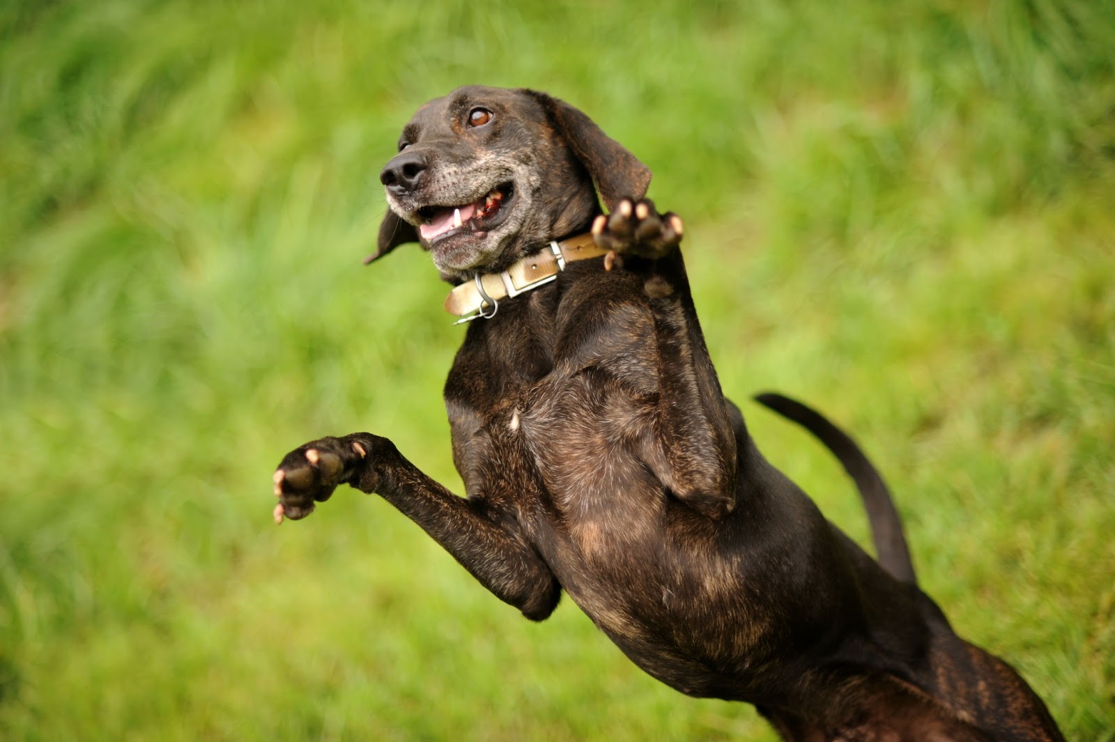 Everything About Your Plott LUV My Dogs everything-about-your-plott-luv-my-dogs