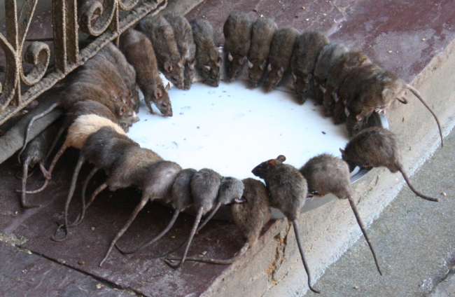 Paris la ciudad de las ratas ~ cotibluemos