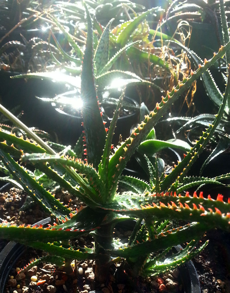 Thaisucculents: 2013-05