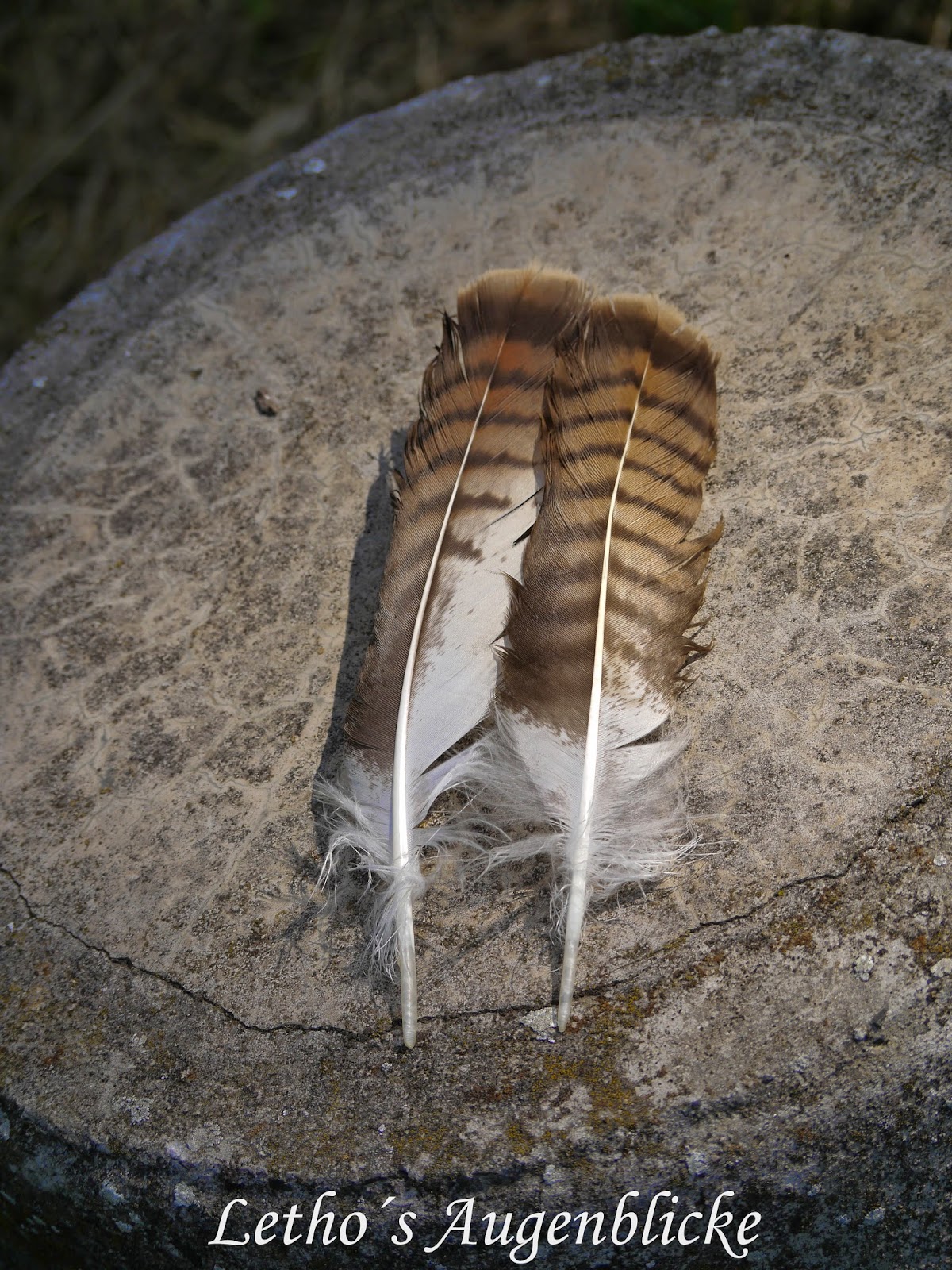 Lethos Augenblicke: Vogelkunde - Turmfalke