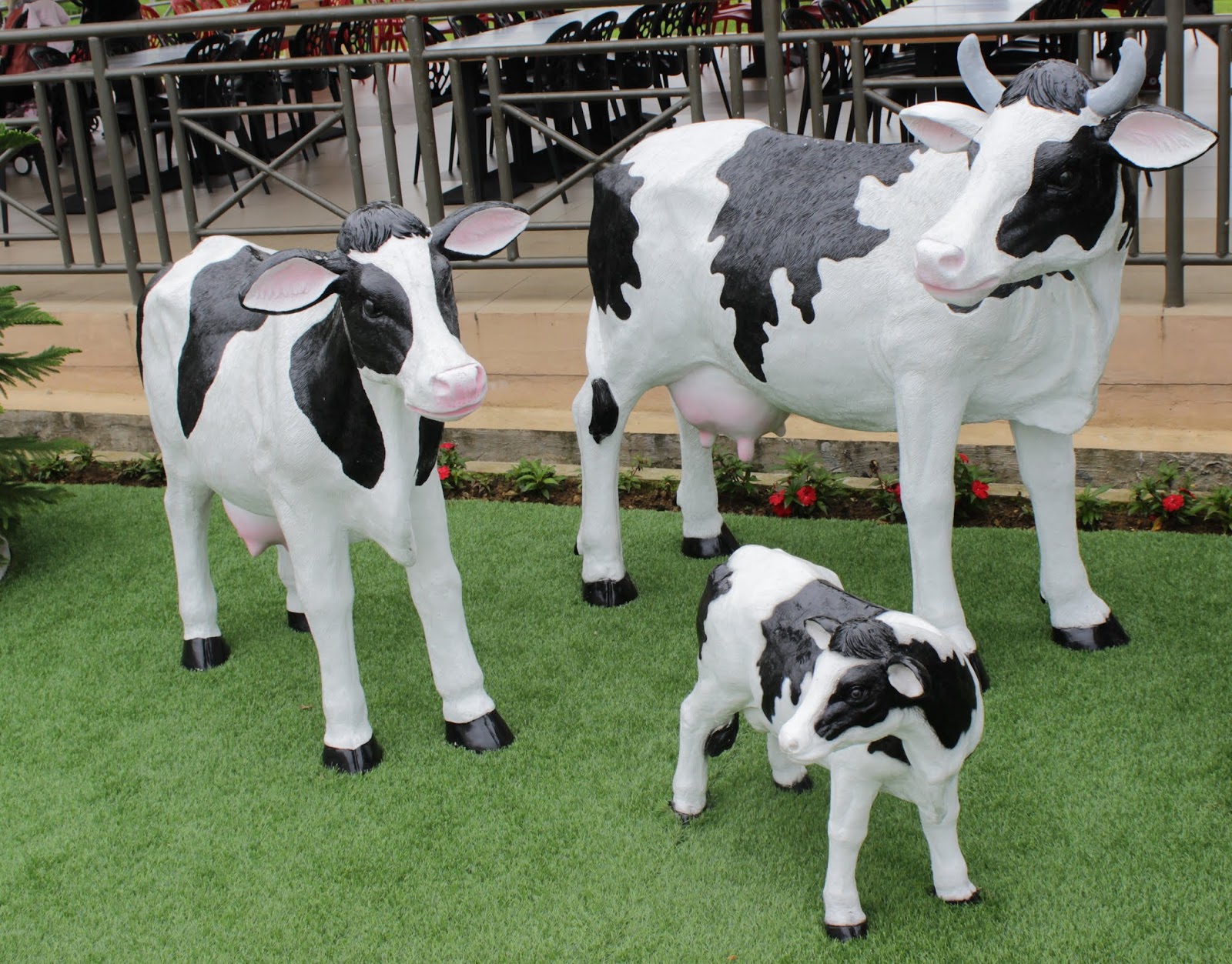 Atuk: DESA DAIRY FARM KUNDASANG, SABAH