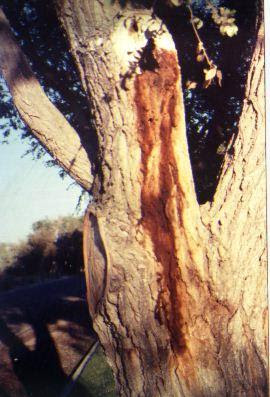 Xtremehorticulture of the Desert: Sap Dripping from Tree Trunk a Common ...