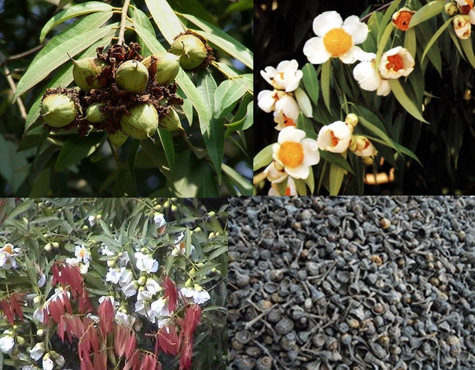 All about Ayurveda and Herbs: NAGKESAR (MESUA FERREA)