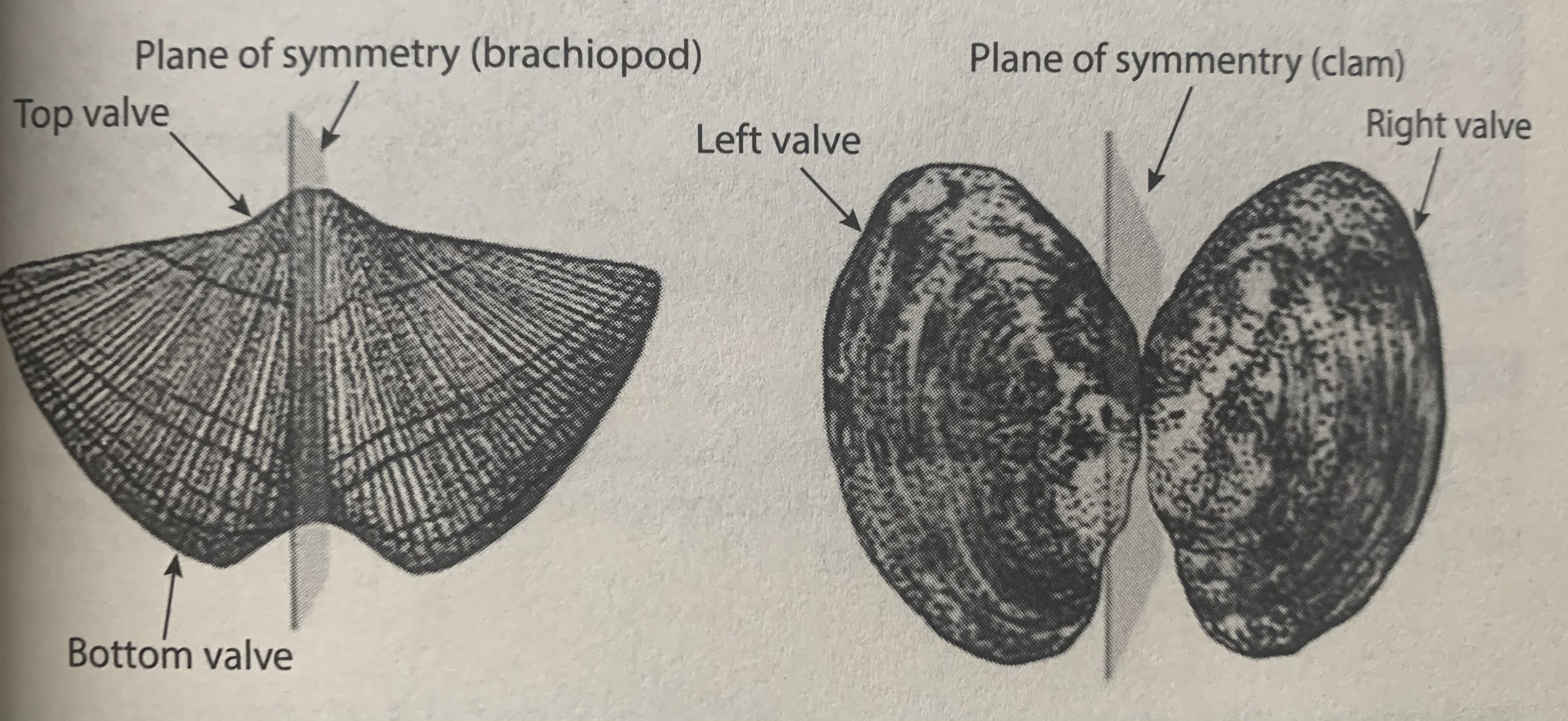 Lingula Brachiopod Diagram