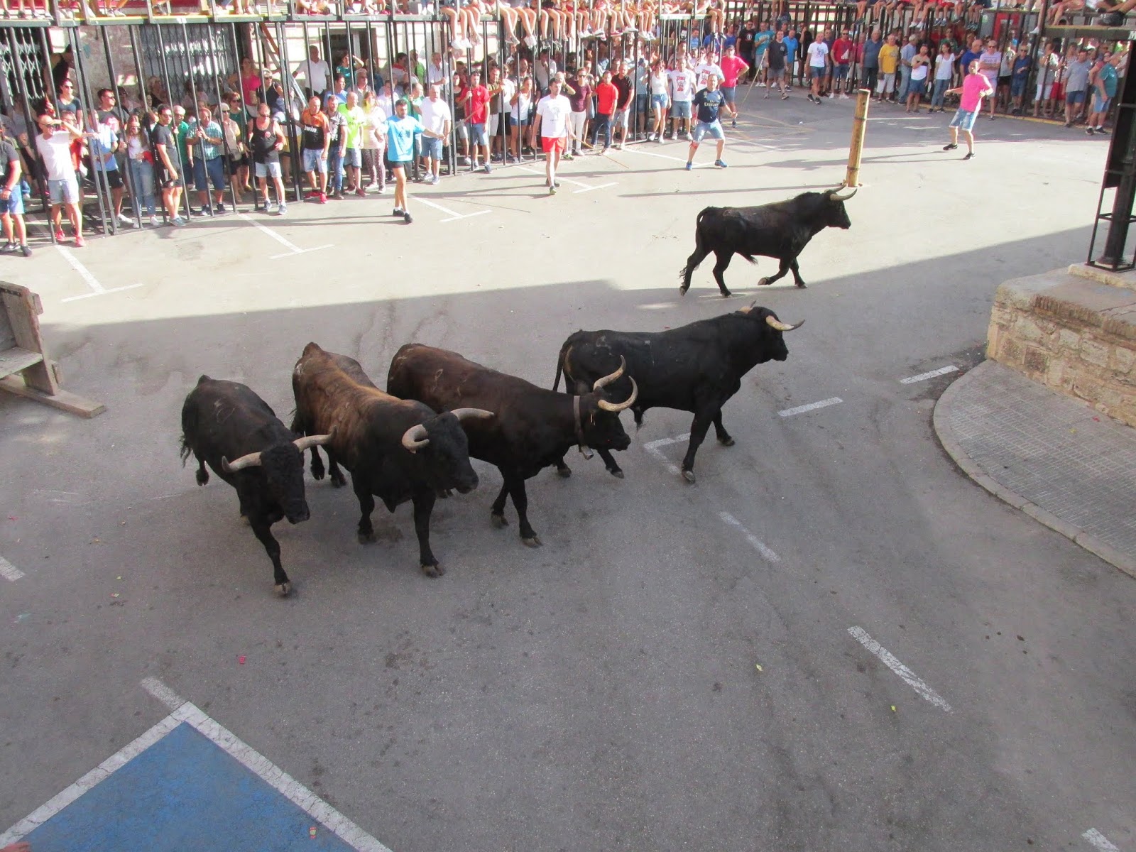 Cosas de Ayora: 10 de agosto - SEGUNDO DÍA DE TOROS AYORA 10/8 /2019